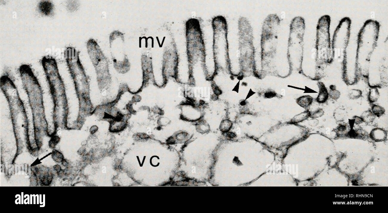 . The Biological bulletin. Biology; Zoology; Biology; Marine Biology. 0 ...