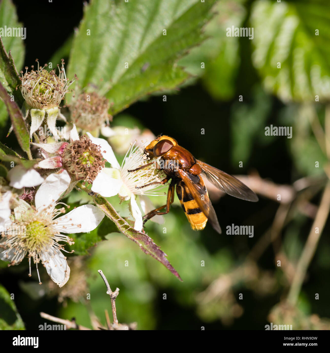 A hornet mimic hoverfly Volucella zonaria) feeding on a bramble flower ...