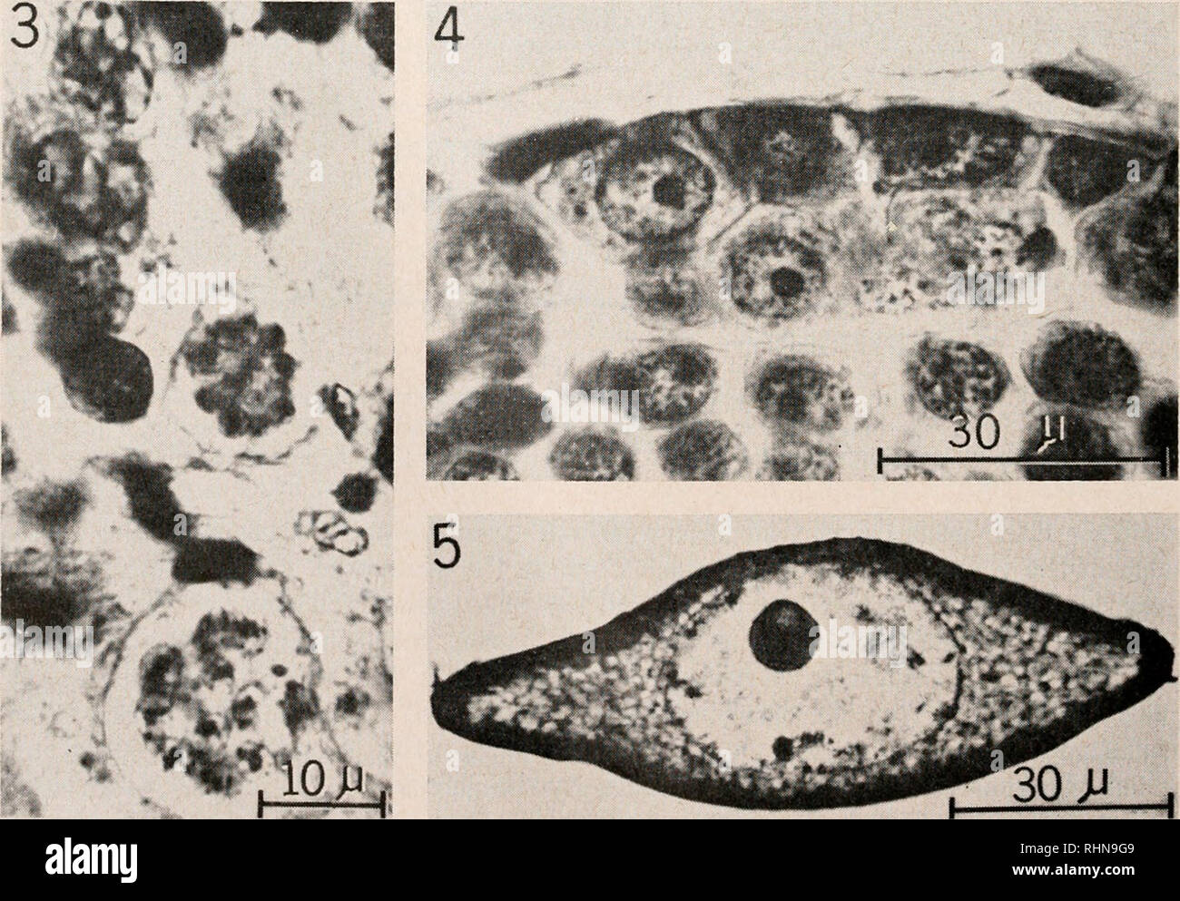 Parapod hi-res stock photography and images - Alamy