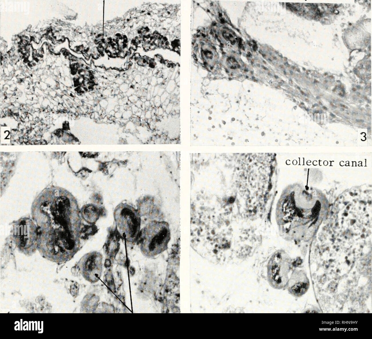 . The Biological bulletin. Biology; Zoology; Biology; Marine Biology ...
