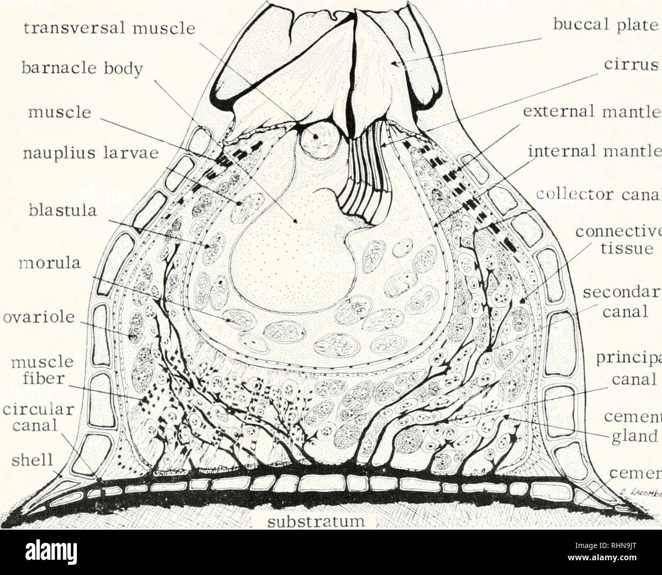 . The Biological bulletin. Biology; Zoology; Biology; Marine Biology ...