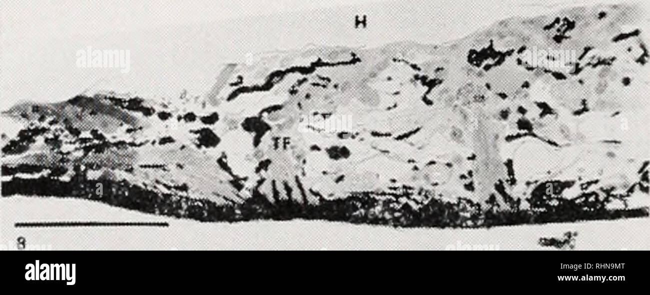 . The Biological bulletin. Biology; Zoology; Biology; Marine Biology. I ...