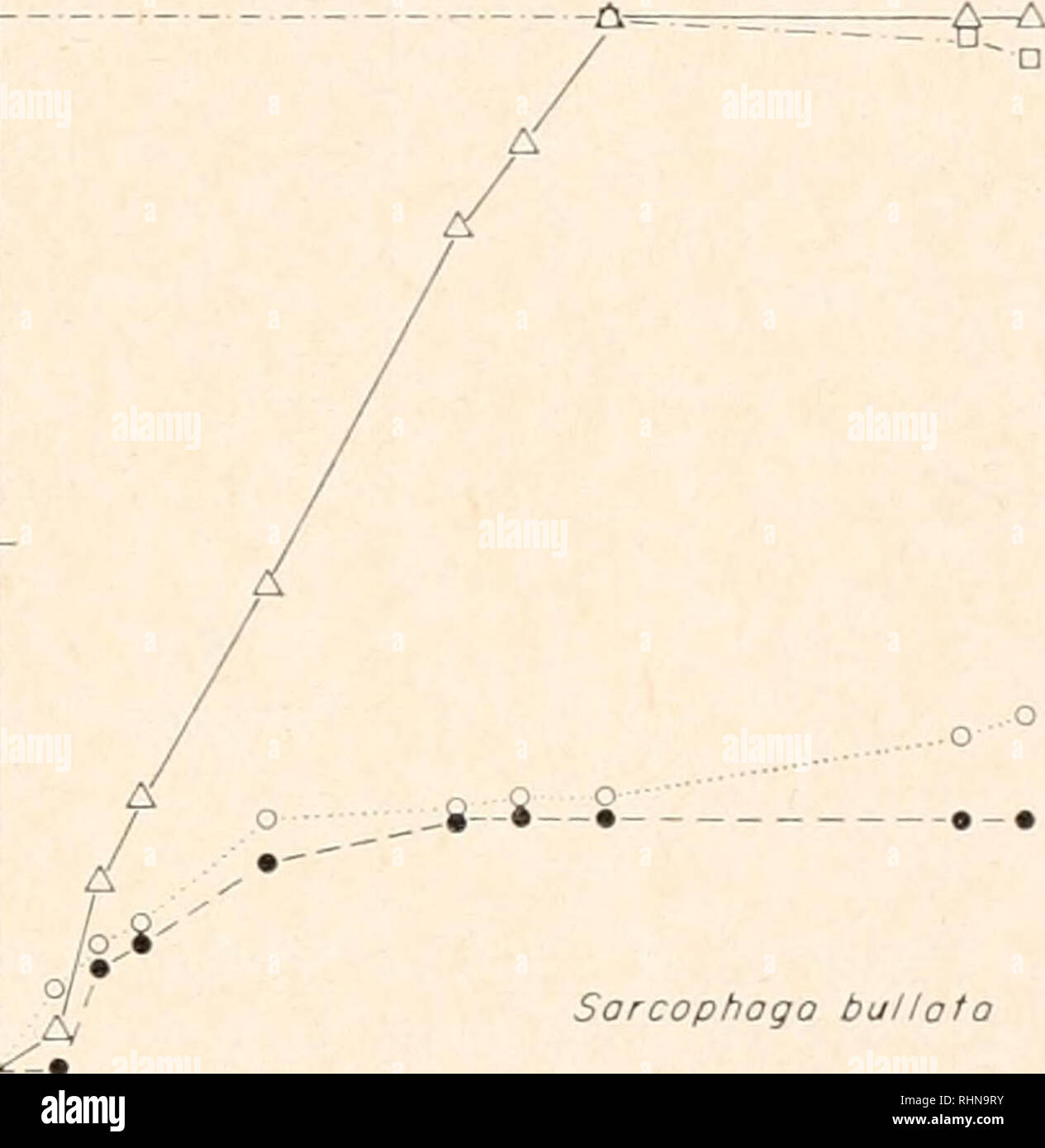 Phormia regina hi-res stock photography and images - Alamy