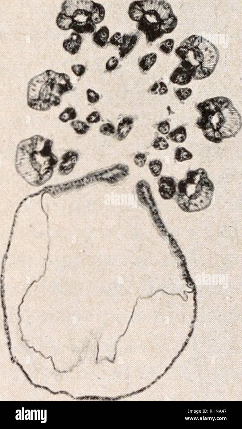 . The Biological bulletin. Biology; Zoology; Biology; Marine Biology ...