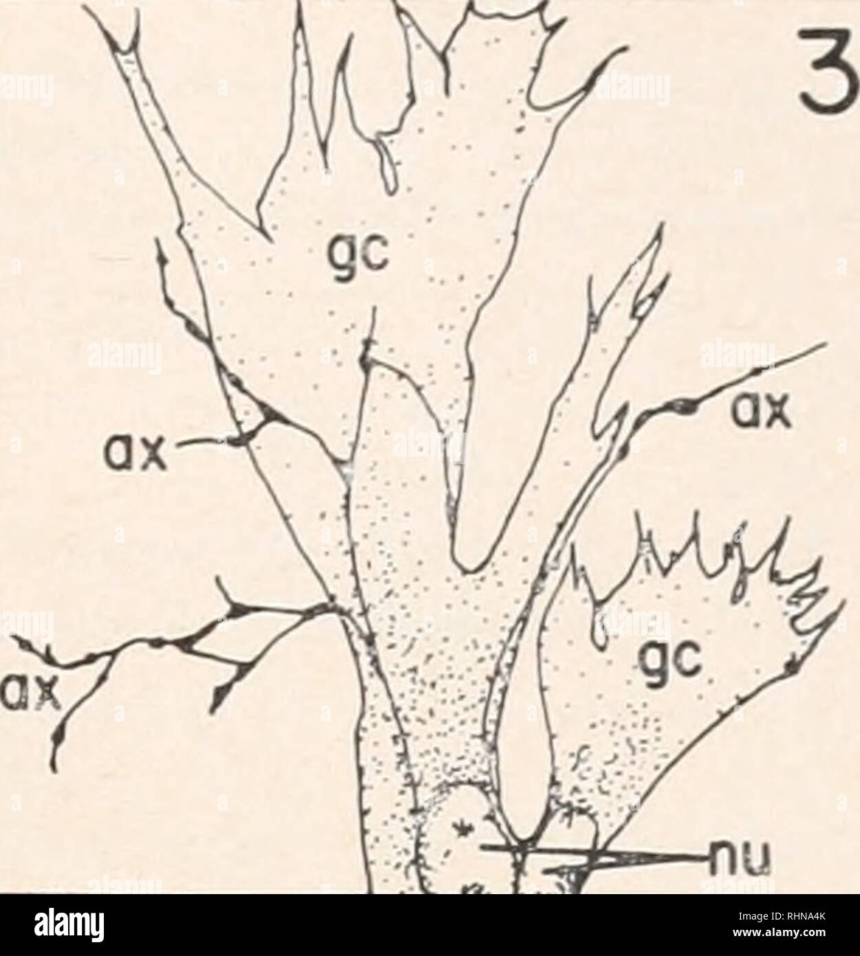 . The Biological bulletin. Biology; Zoology; Biology; Marine Biology ...