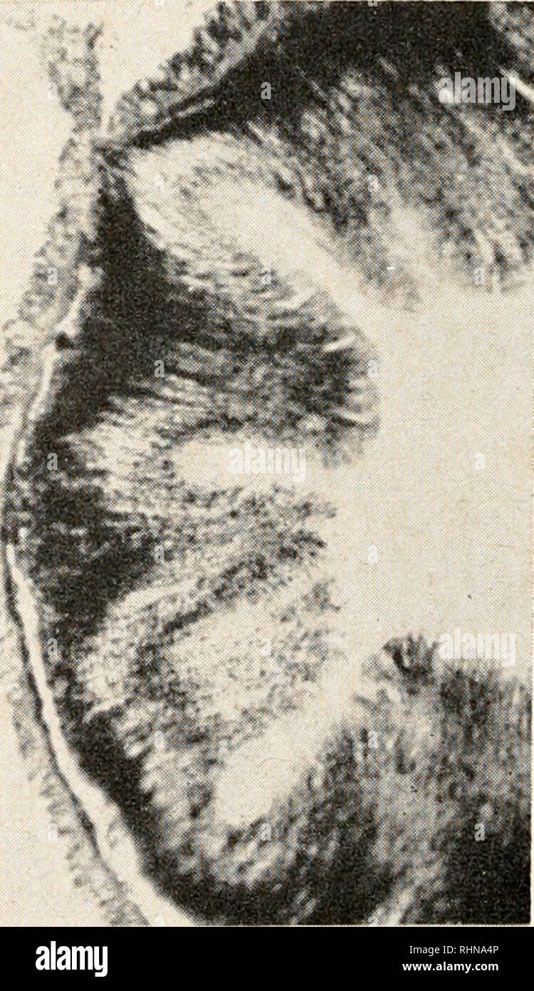 . The Biological bulletin. Biology; Zoology; Biology; Marine Biology ...