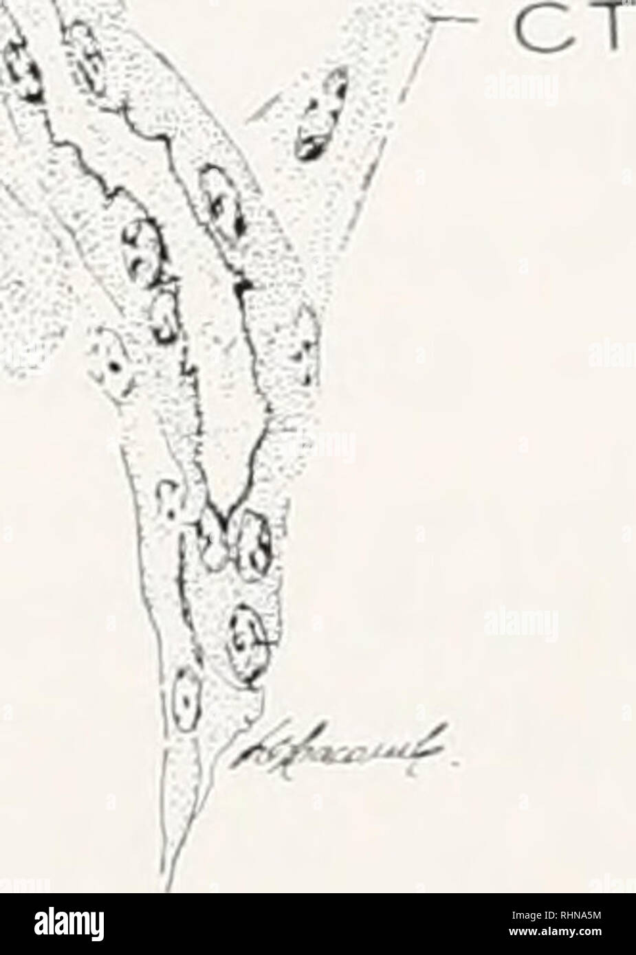 Barnacle balanidae hi-res stock photography and images - Alamy