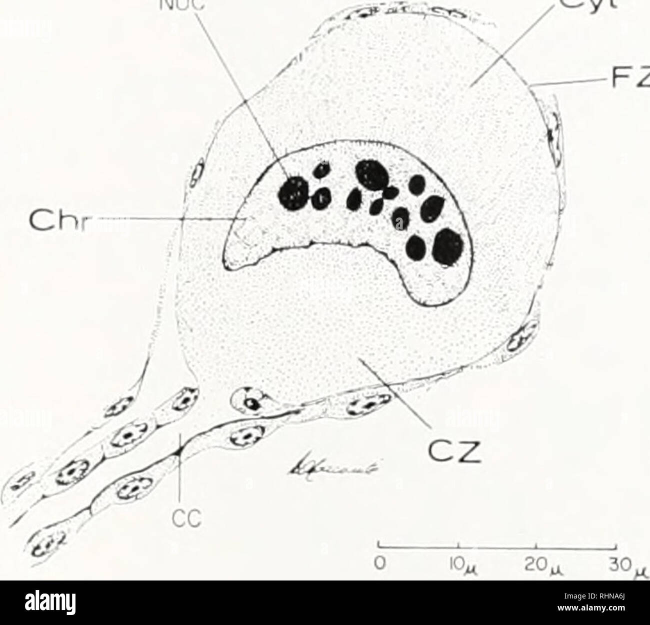 . The Biological bulletin. Biology; Zoology; Biology; Marine Biology ...