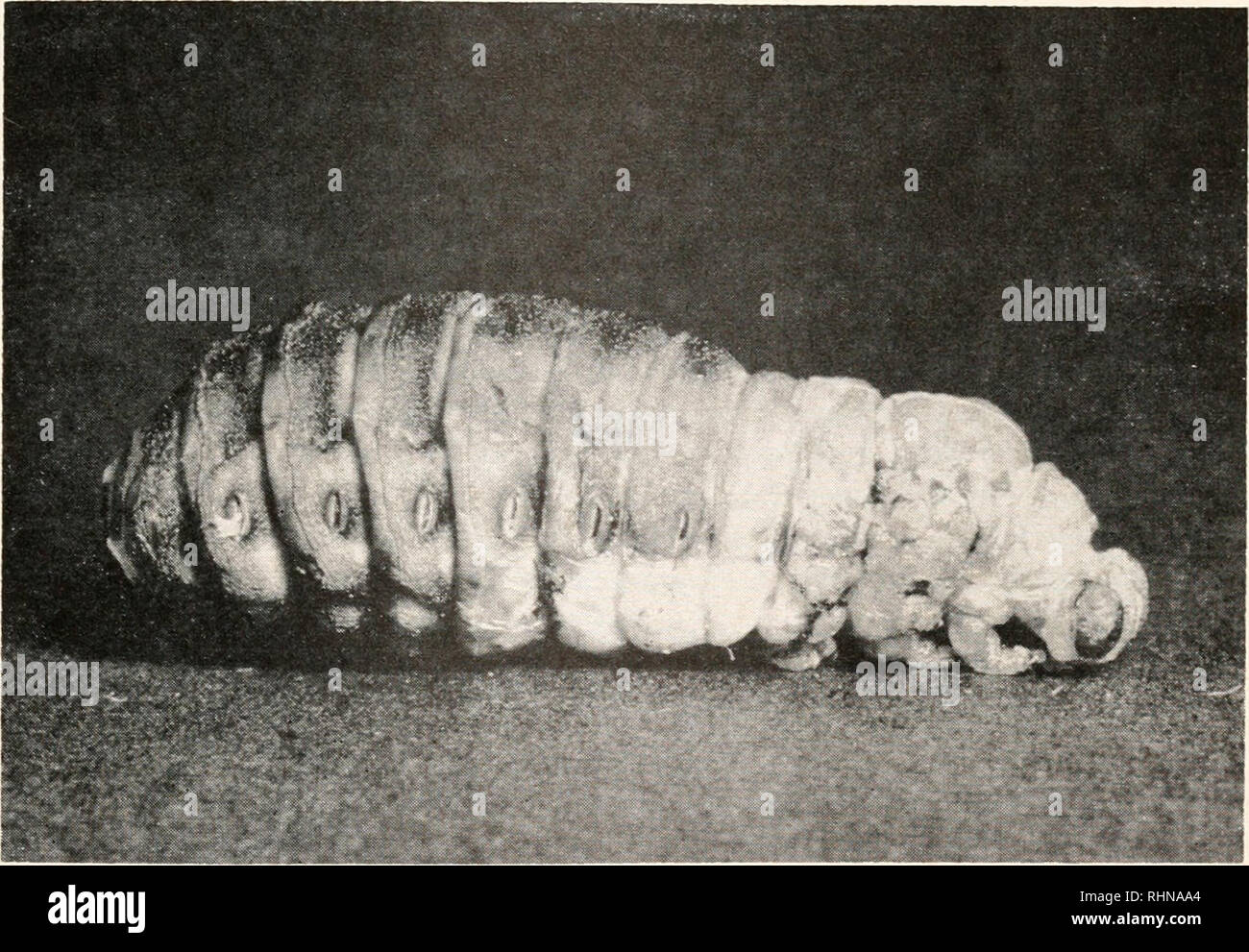 . The Biological bulletin. Biology; Zoology; Biology; Marine Biology ...