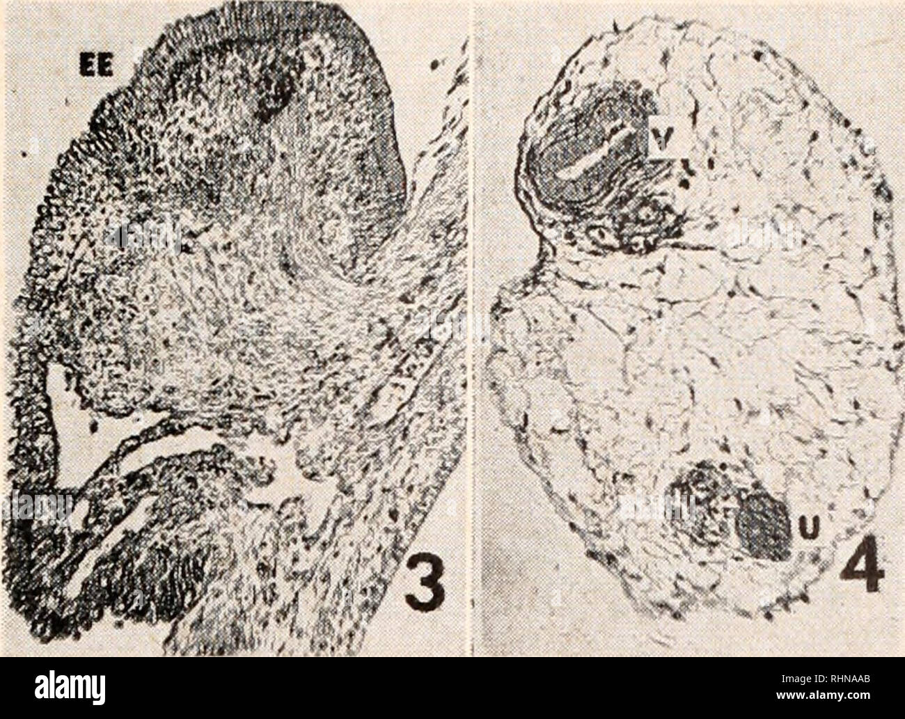. The Biological bulletin. Biology; Zoology; Biology; Marine Biology ...