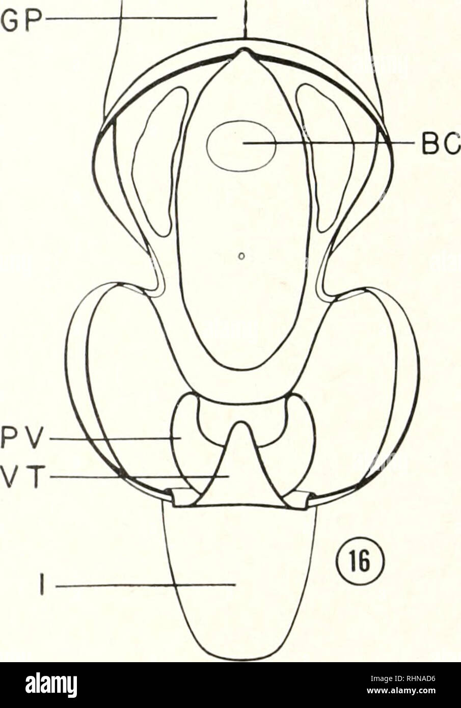 . The Biological bulletin. Biology; Zoology; Biology; Marine Biology ...