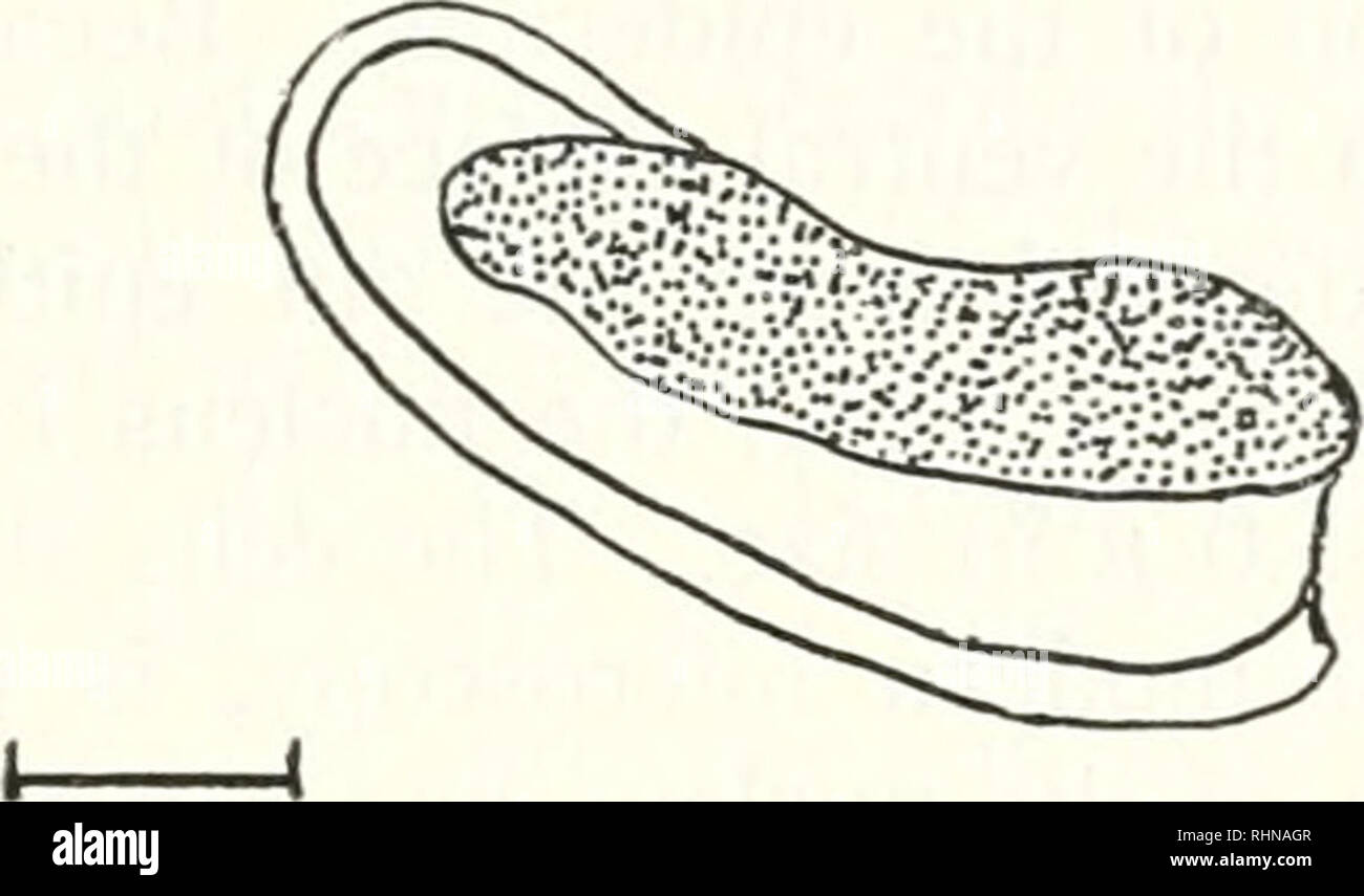 Sheath 17 5 16 hi-res stock photography and images - Alamy