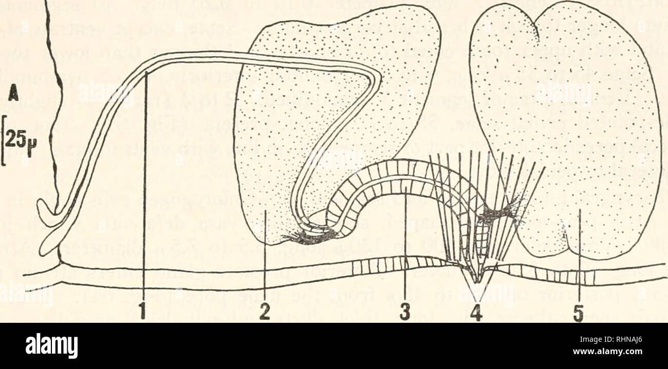 Tubificidae hi-res stock photography and images - Alamy