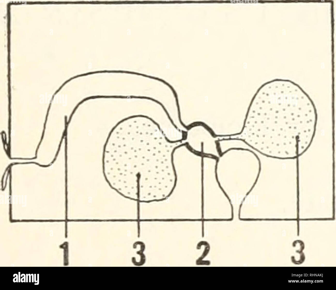 Tubificidae hi-res stock photography and images - Alamy
