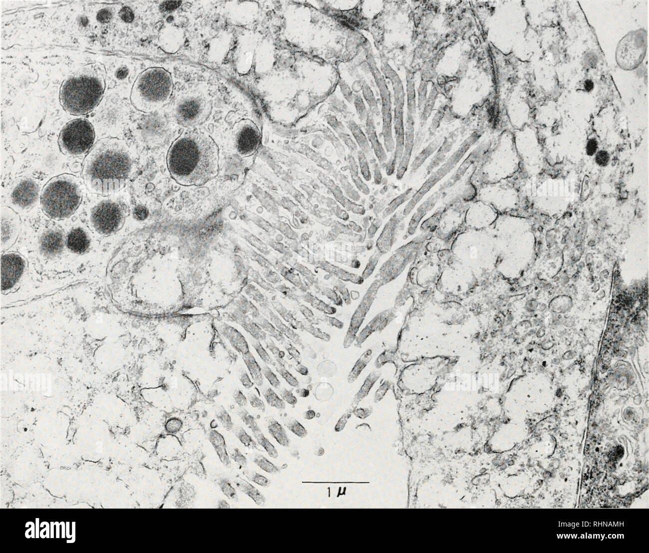 Epithelial cells micrograph hi-res stock photography and images - Alamy