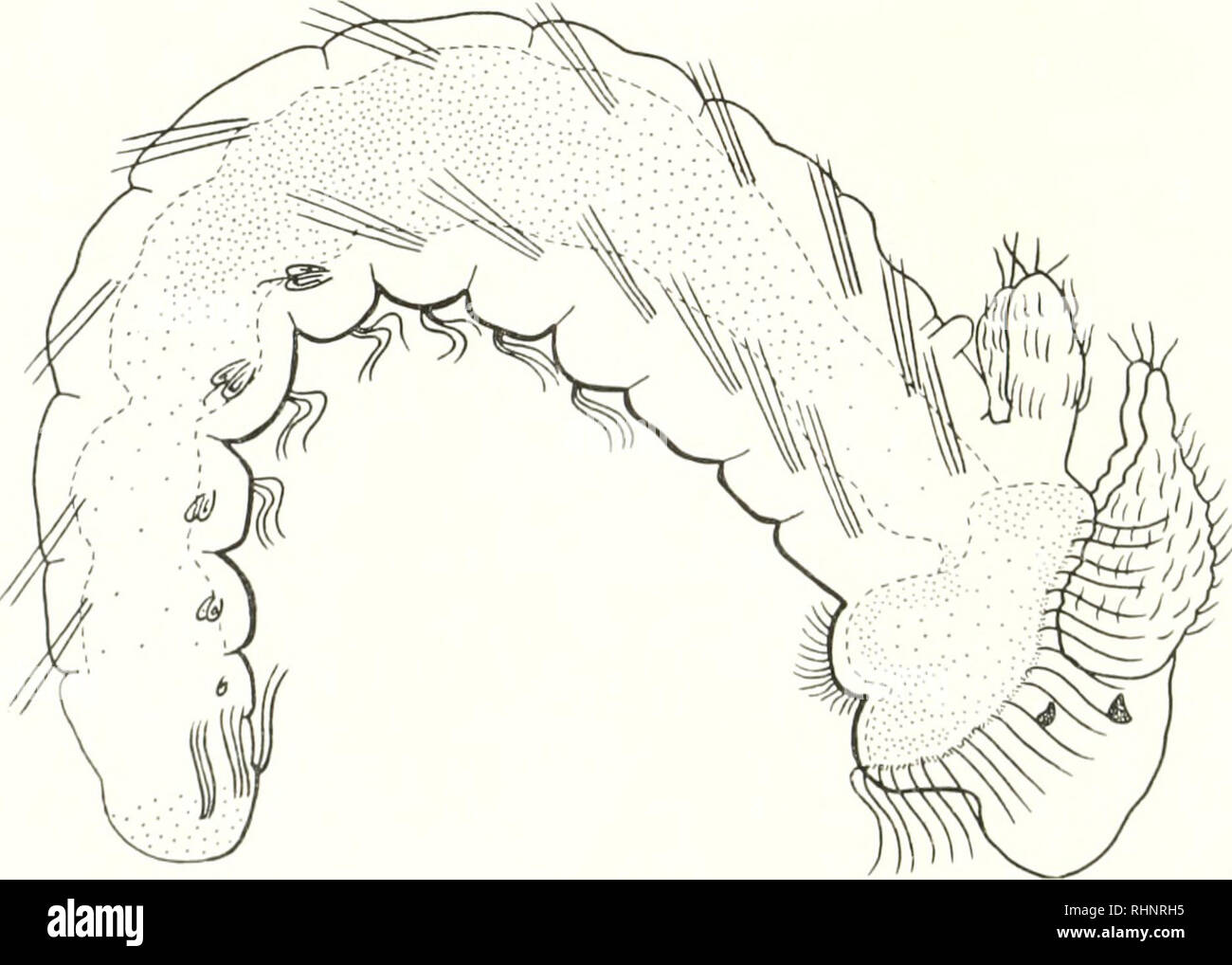 Sensory palps hi-res stock photography and images - Alamy