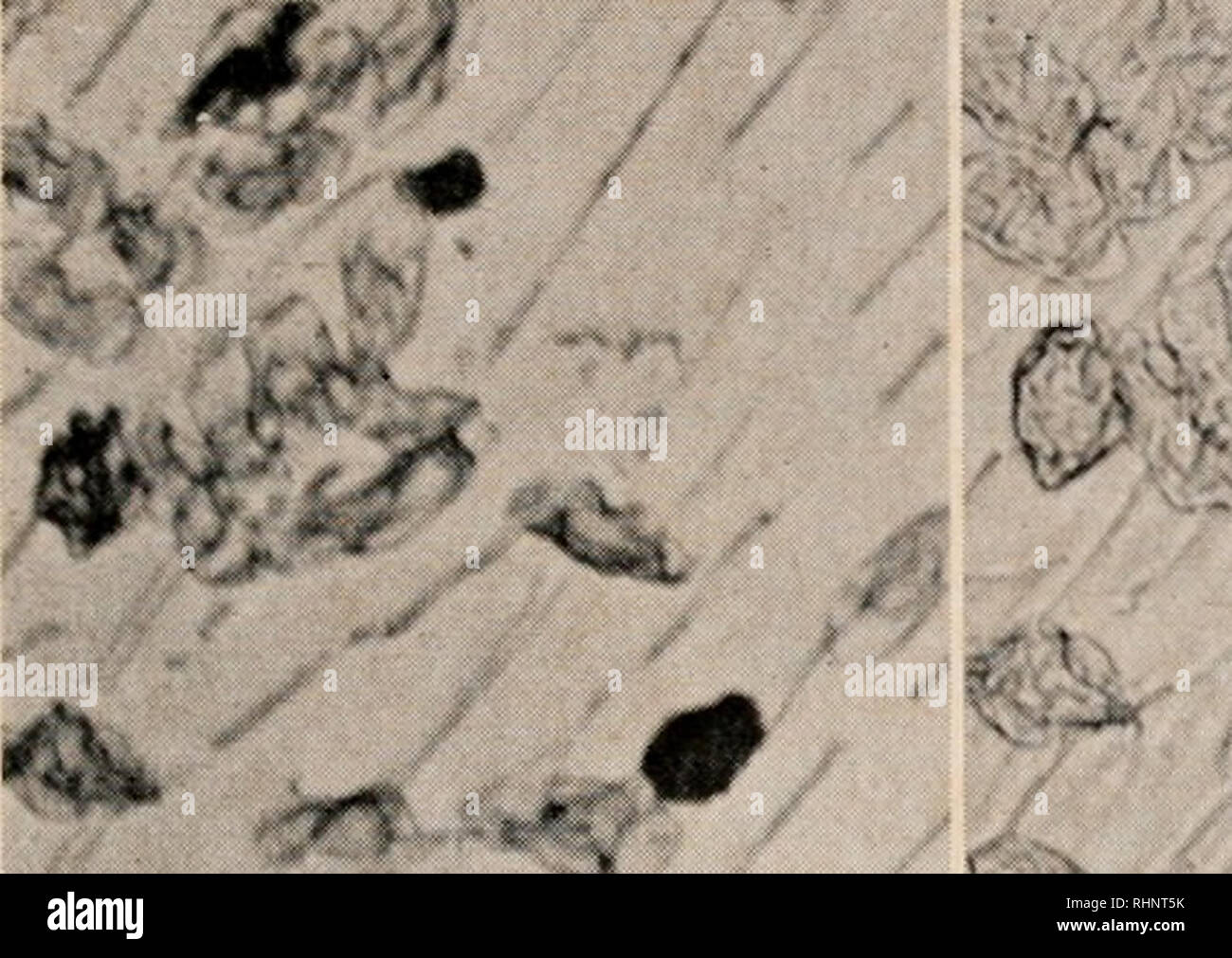 . The Biological bulletin. Biology; Zoology; Biology; Marine Biology ...