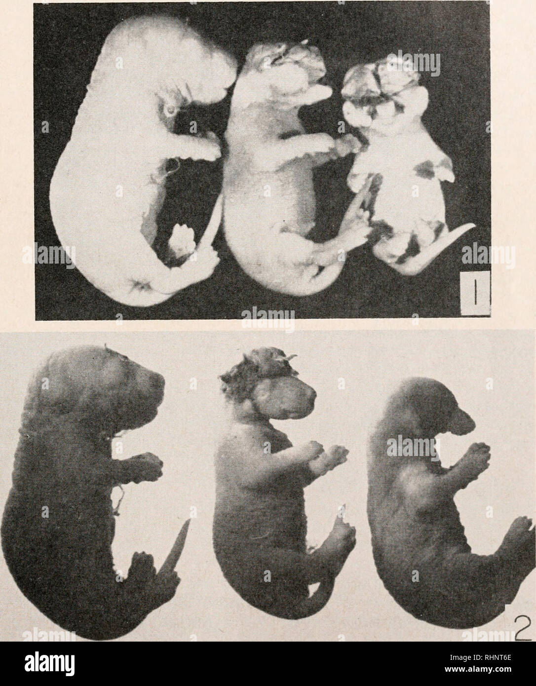 Fetal resorption hi-res stock photography and images - Alamy