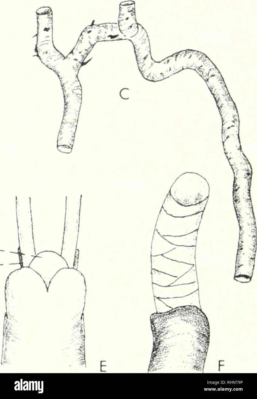 Phyllochaetopterus High Resolution Stock Photography and Images - Alamy
