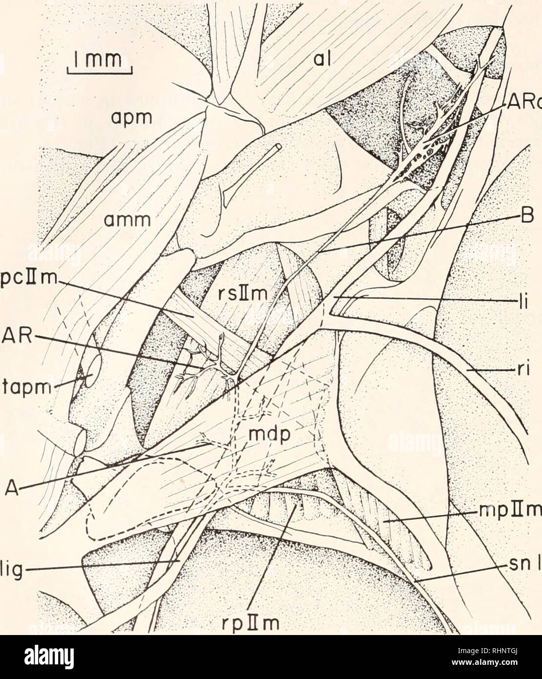 . The Biological bulletin. Biology; Zoology; Biology; Marine Biology ...