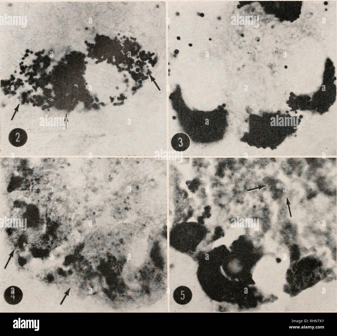 Robert brown nucleus hi-res stock photography and images - Alamy
