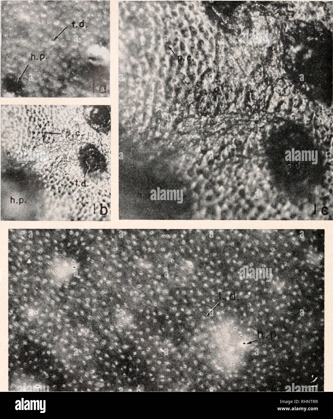 . The Biological bulletin. Biology; Zoology; Biology; Marine Biology ...