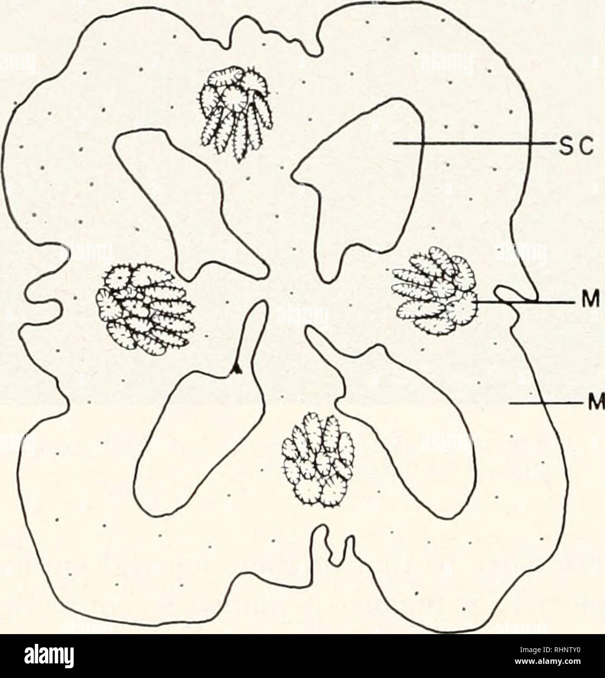 Gwilliam hi-res stock photography and images - Alamy