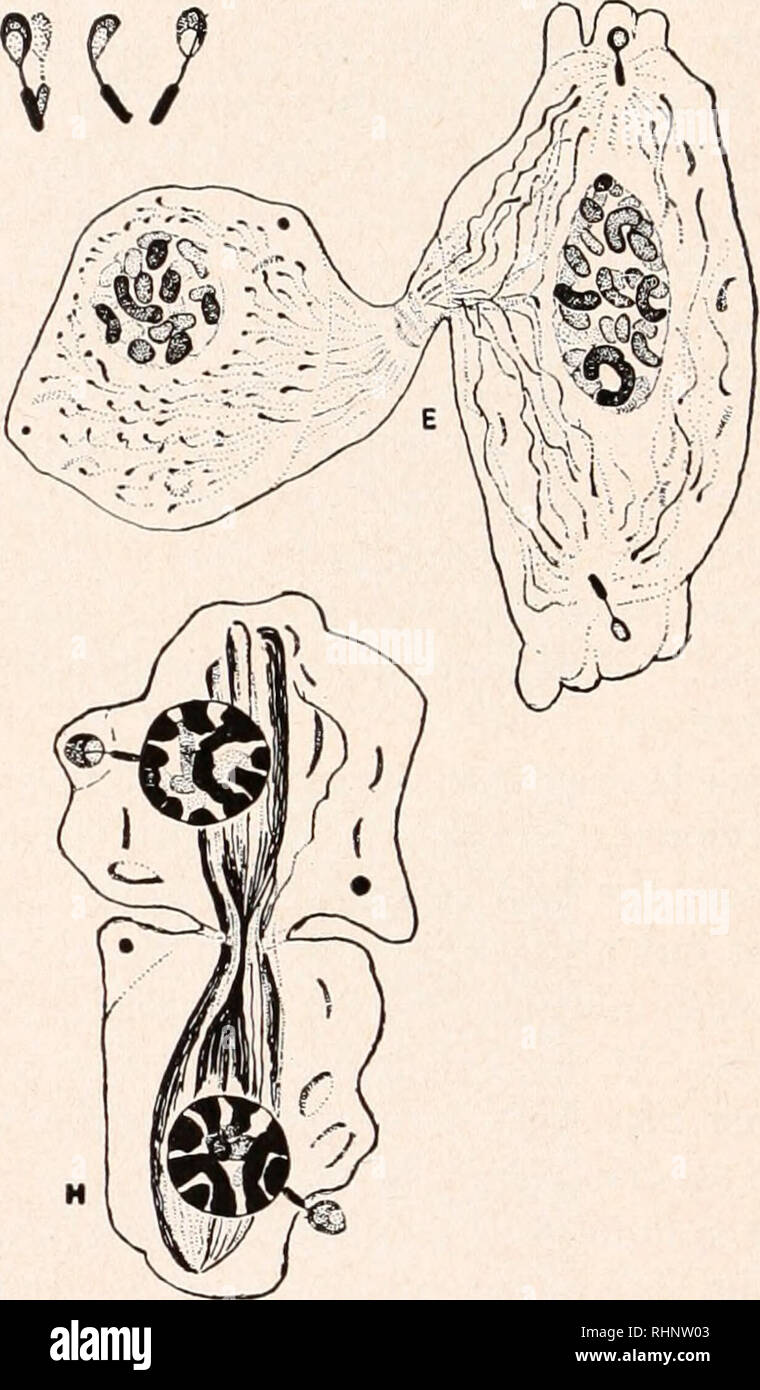 . The Biological bulletin. Biology; Zoology; Biology; Marine Biology ...