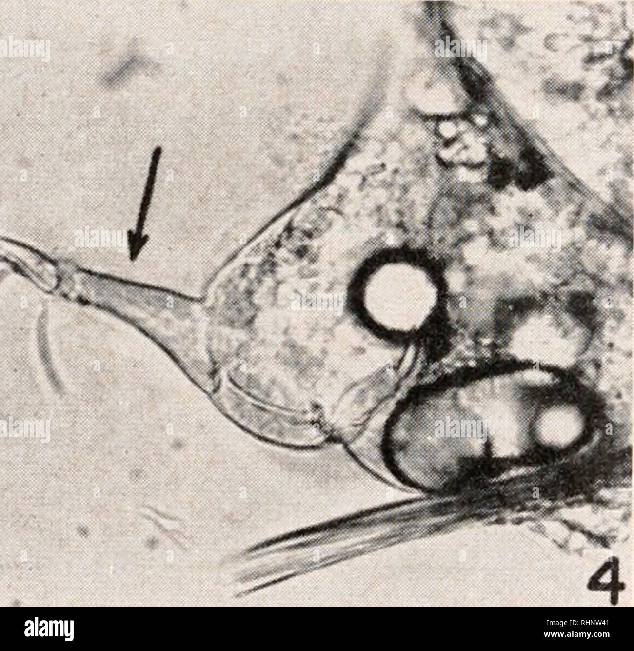 Nauplius larvae hi-res stock photography and images - Alamy