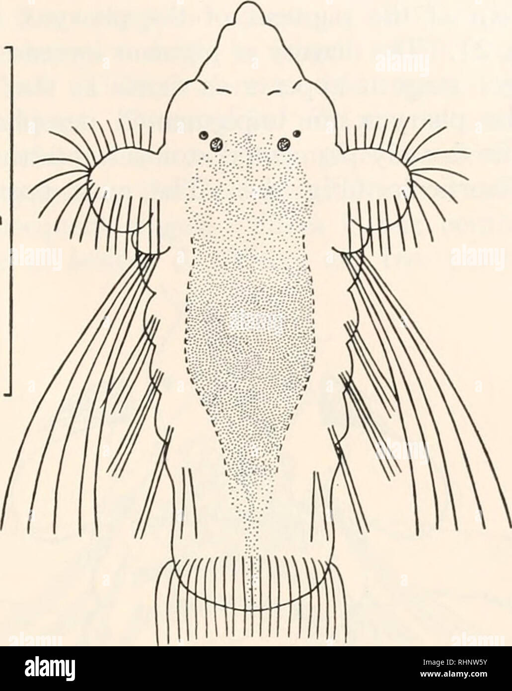 Peristomium hi-res stock photography and images - Alamy