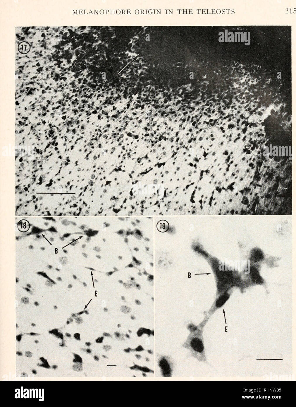 . The Biological bulletin. Biology; Zoology; Biology; Marine Biology ...