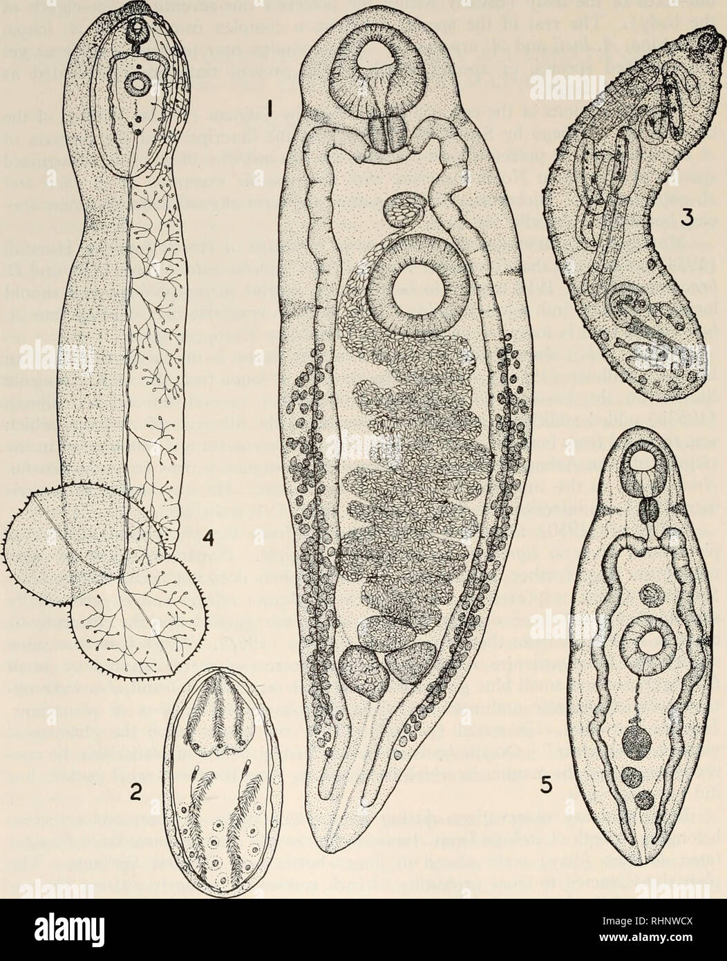 Miracidium hi-res stock photography and images - Alamy