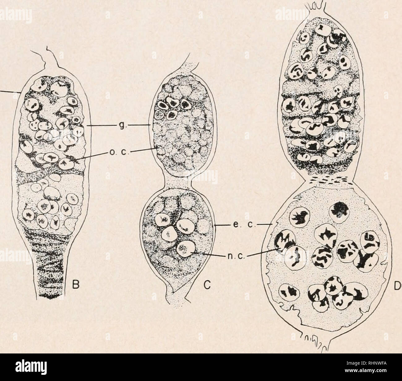 Endomitosis hi-res stock photography and images - Alamy
