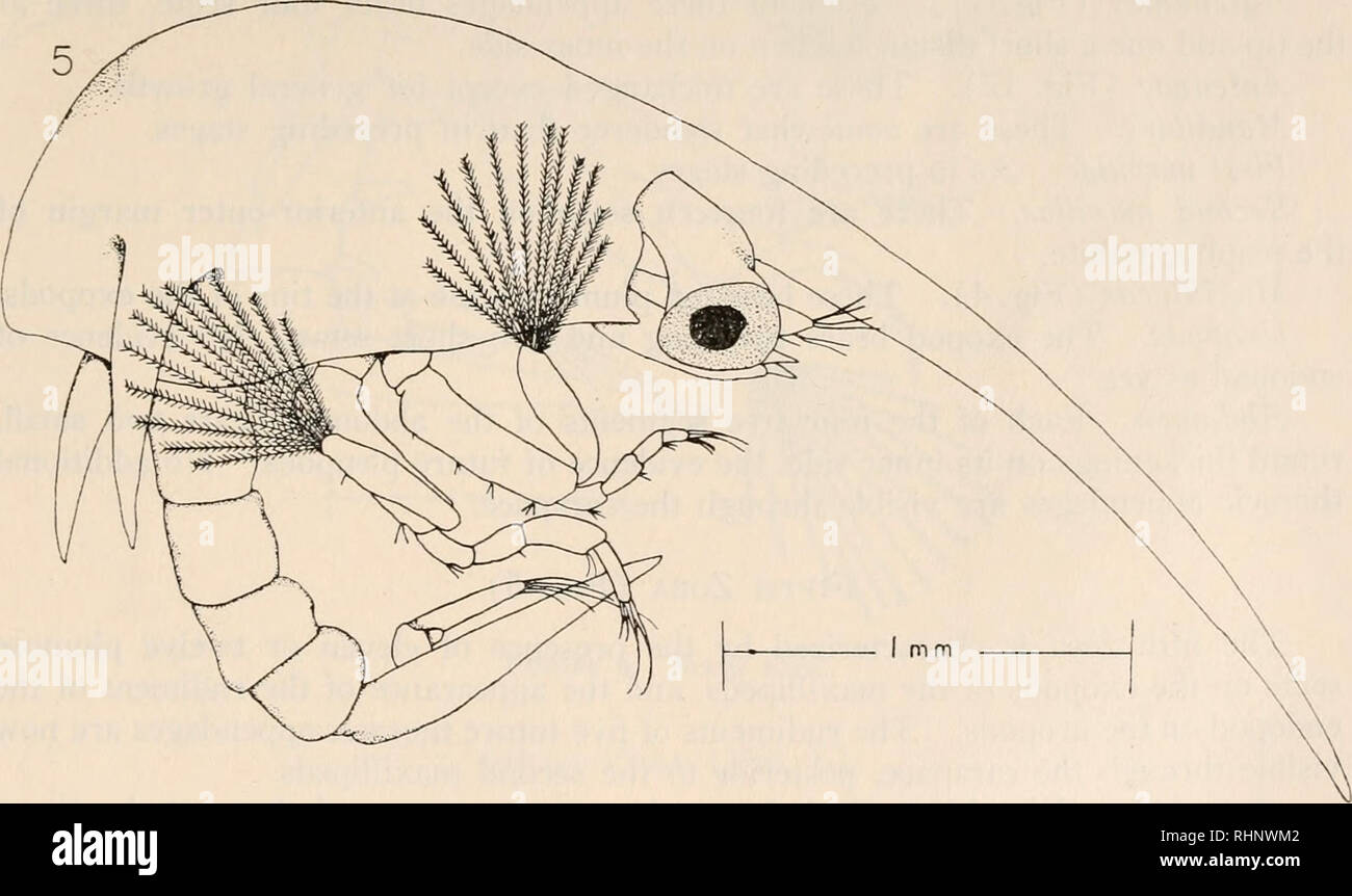 . The Biological bulletin. Biology; Zoology; Biology; Marine Biology ...