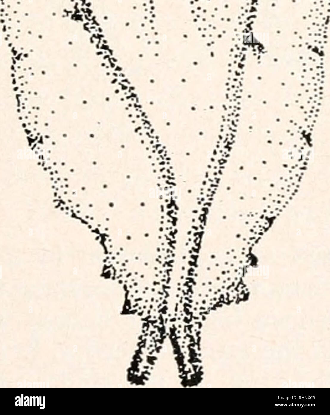 . The Biological bulletin. Biology; Zoology; Biology; Marine Biology ...