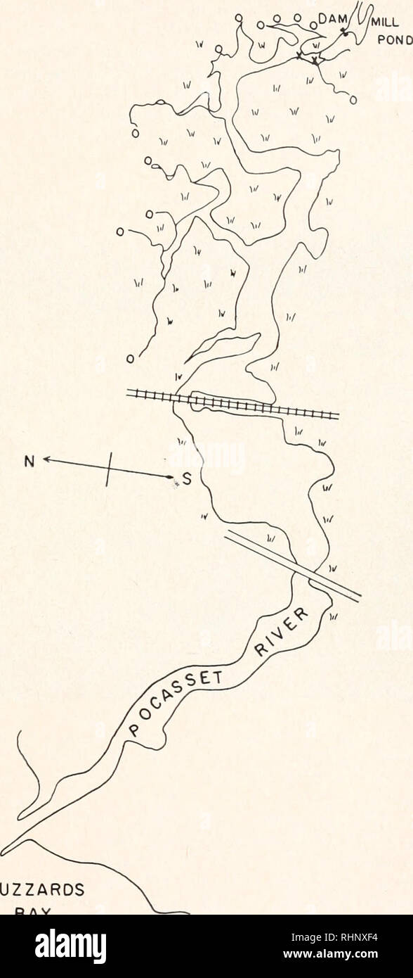 Cumaceans hi-res stock photography and images - Alamy