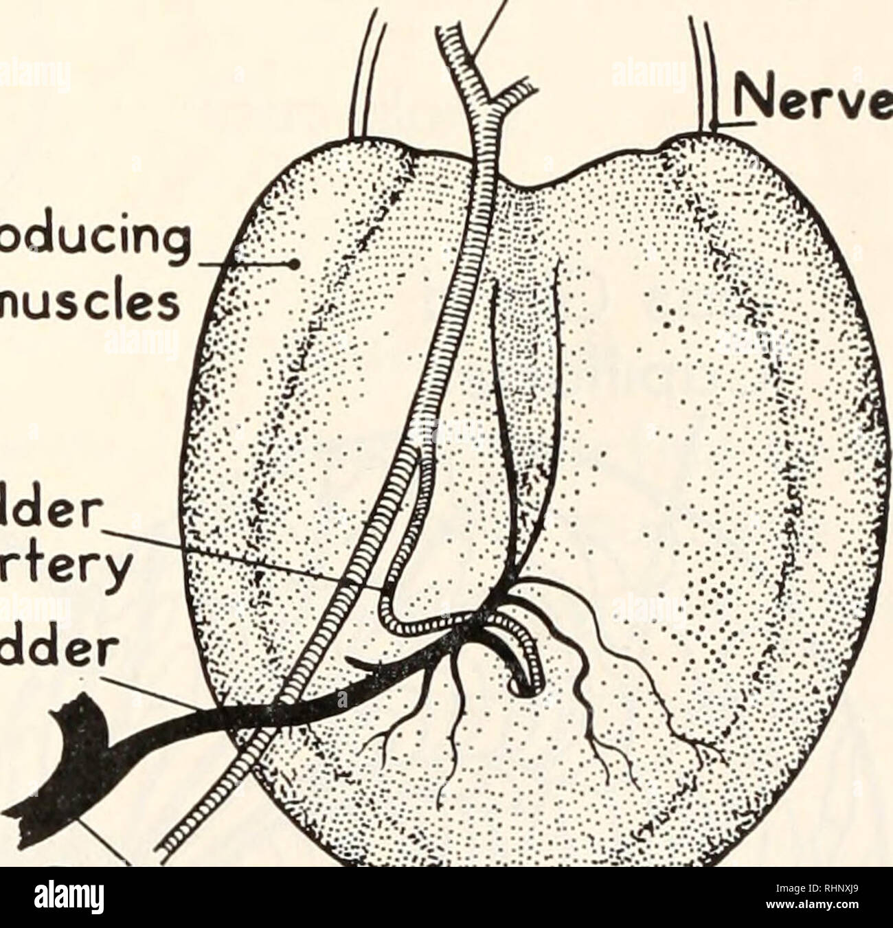 . The Biological bulletin. Biology; Zoology; Biology; Marine Biology ...