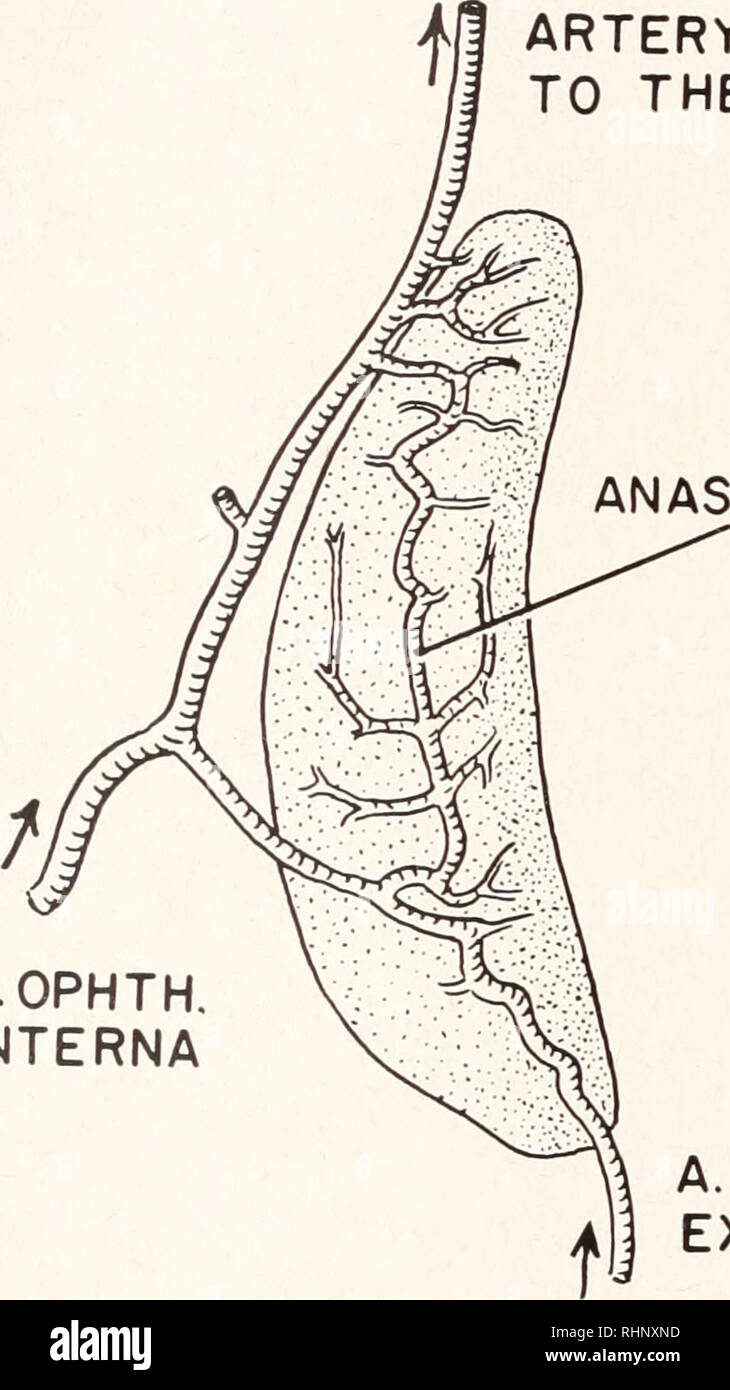 . The Biological bulletin. Biology; Zoology; Biology; Marine Biology ...