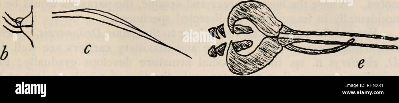 Branchial plates hi-res stock photography and images - Alamy