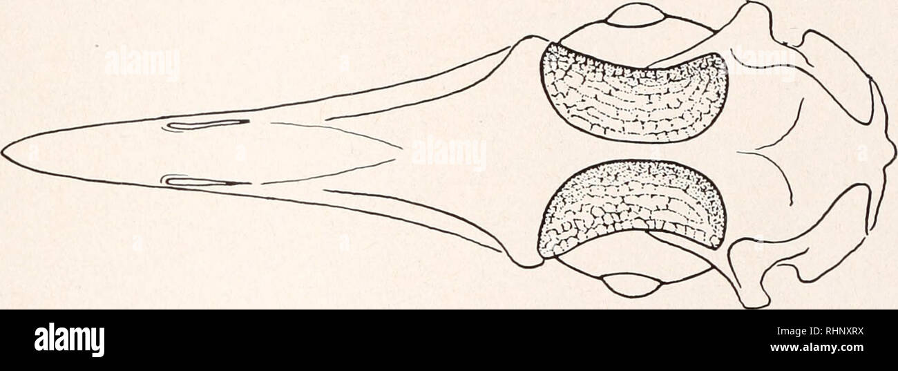 . The Biological bulletin. Biology; Zoology; Biology; Marine Biology ...