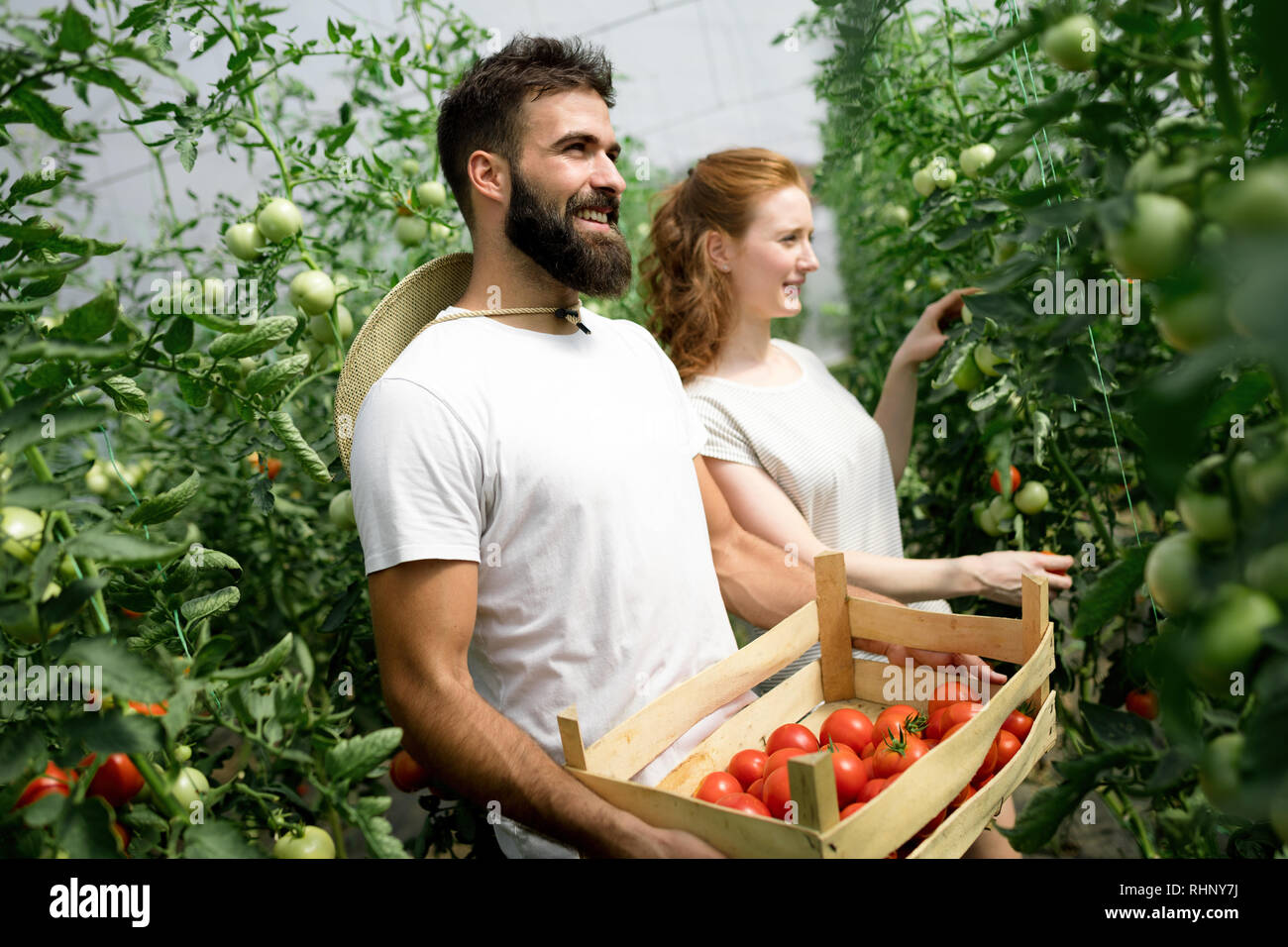 Two people collect pick up the harvest of tomato in greenhouse Stock ...