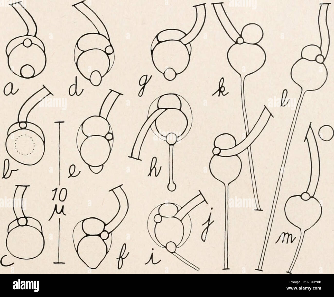 . The Biological bulletin. Biology; Zoology; Biology; Marine Biology ...