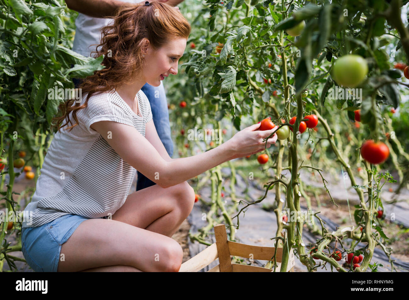 Two people collect pick up the harvest of tomato in greenhouse Stock ...
