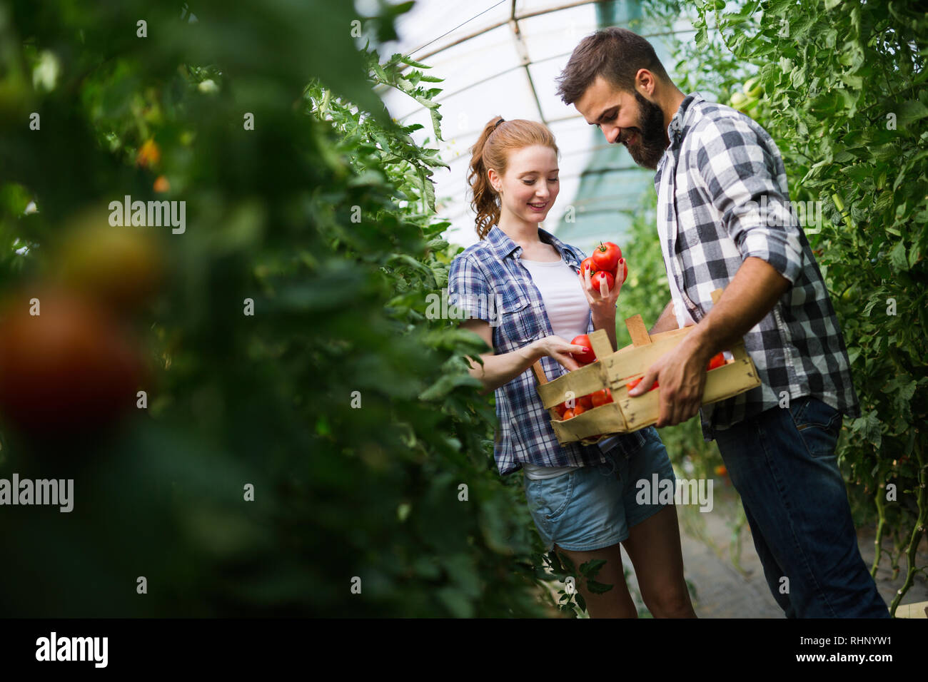 Two people collect pick up the harvest of tomato in greenhouse Stock ...