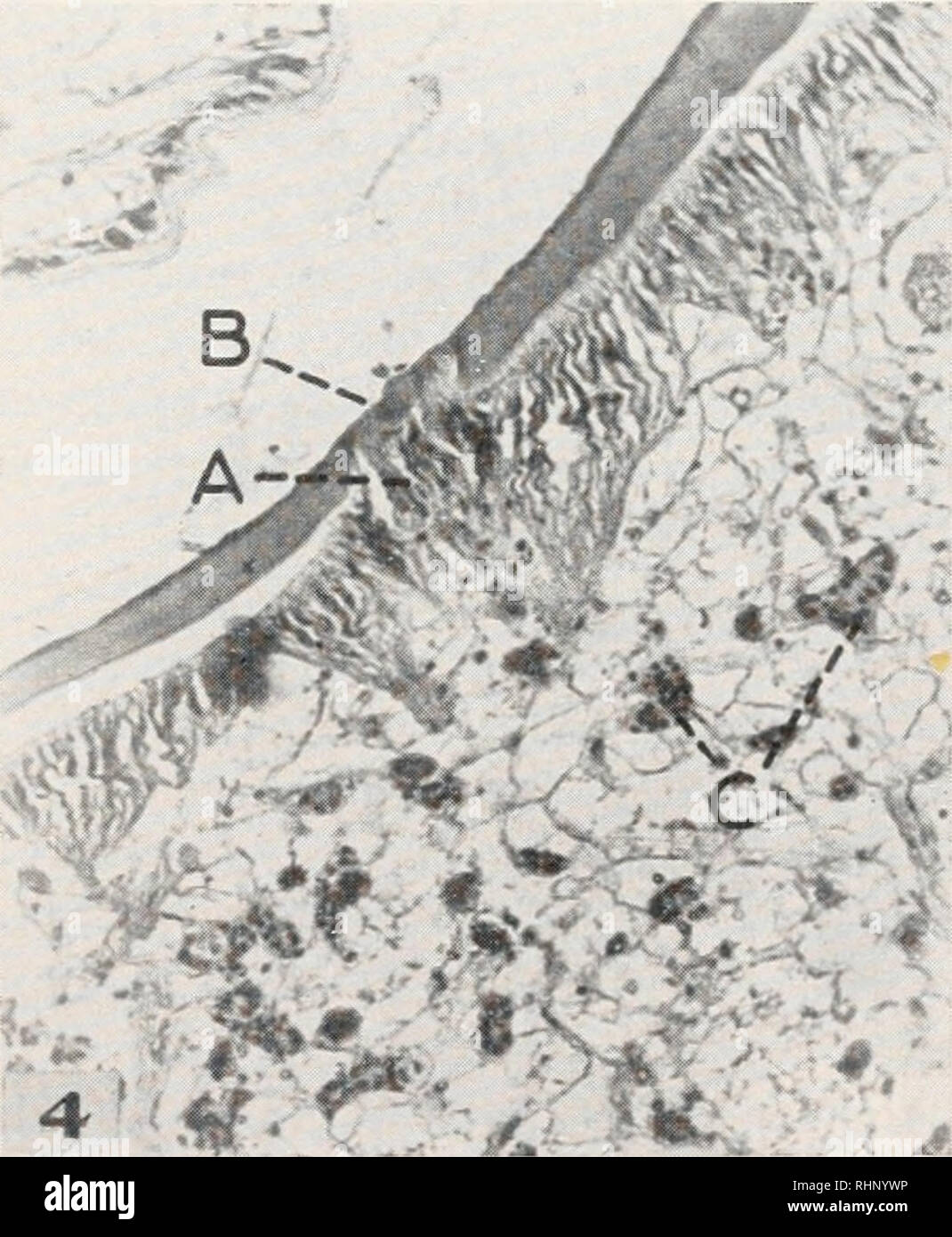. The Biological bulletin. Biology; Zoology; Biology; Marine Biology ...