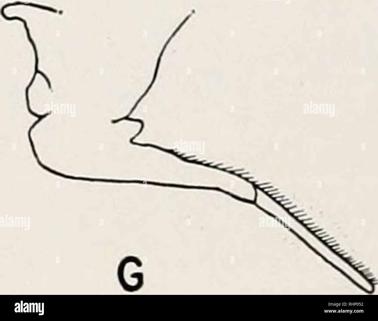 . The Biological bulletin. Biology; Zoology; Biology; Marine Biology. H ...