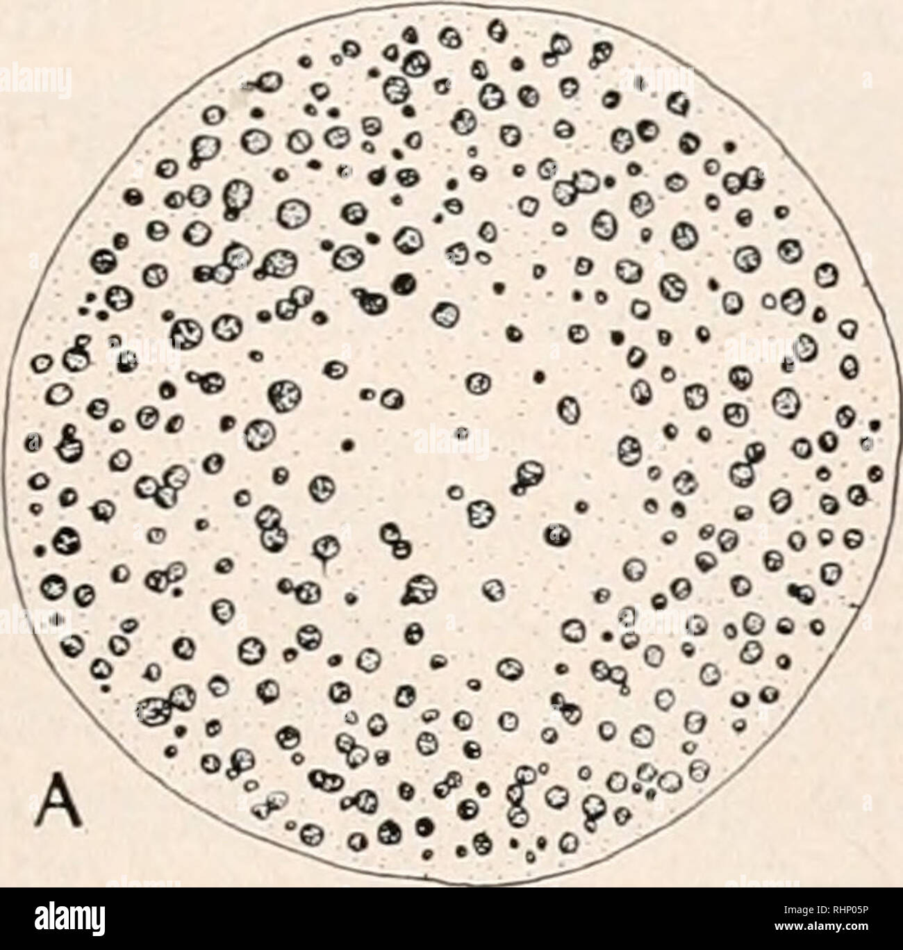 Blastocoel hi-res stock photography and images - Alamy
