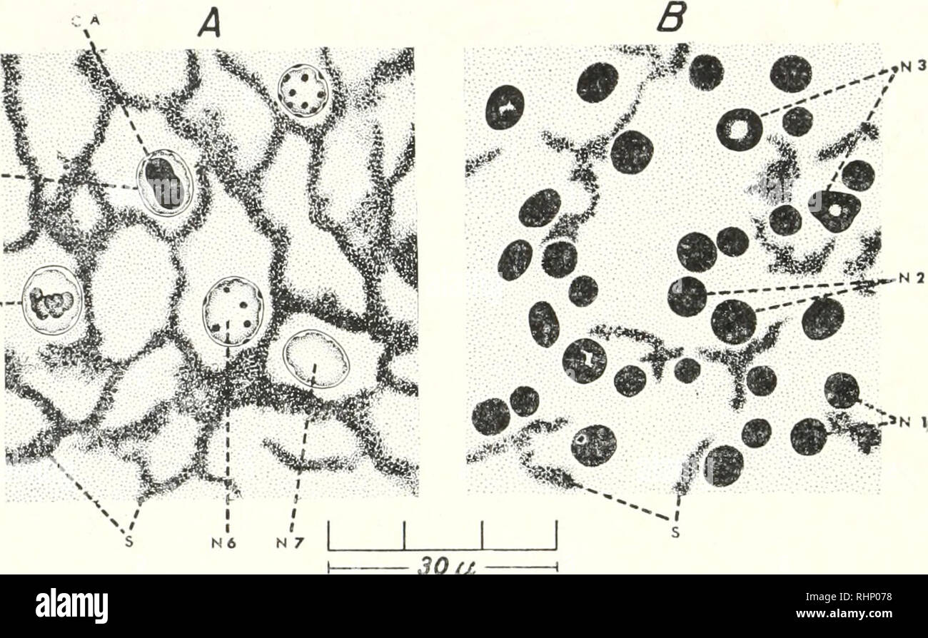 Supravital staining hi-res stock photography and images - Alamy