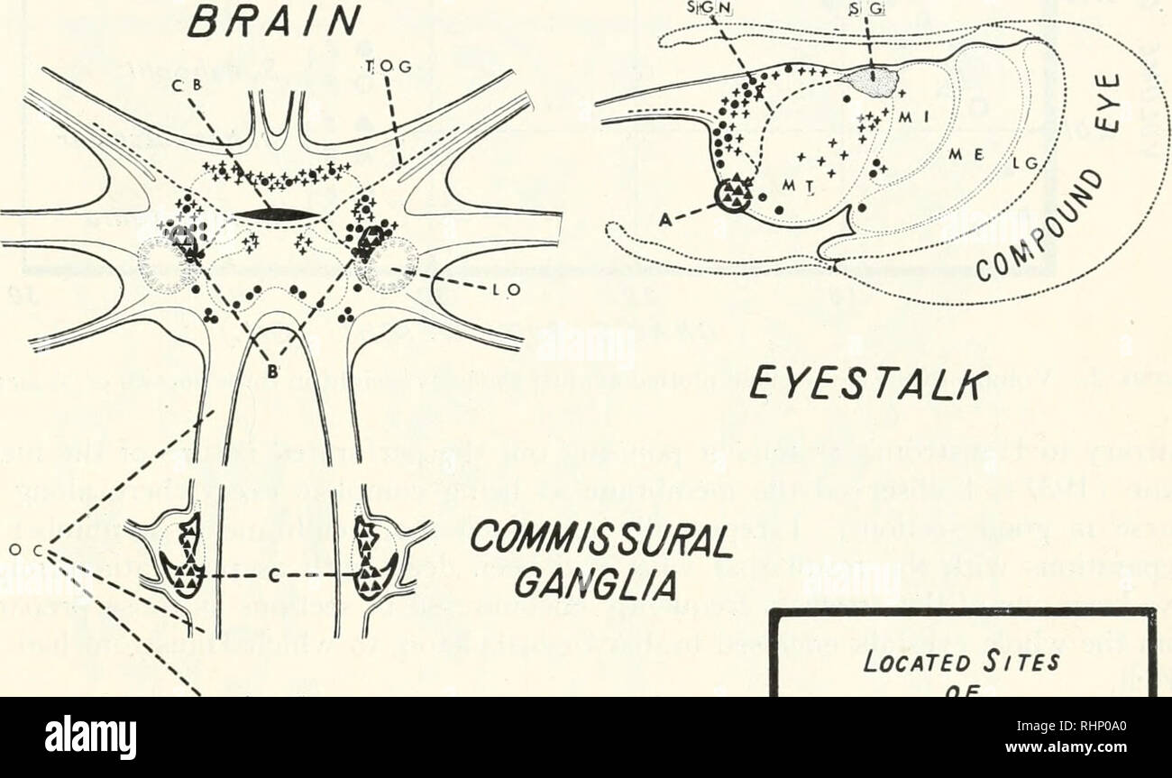 Supravital staining hi-res stock photography and images - Alamy