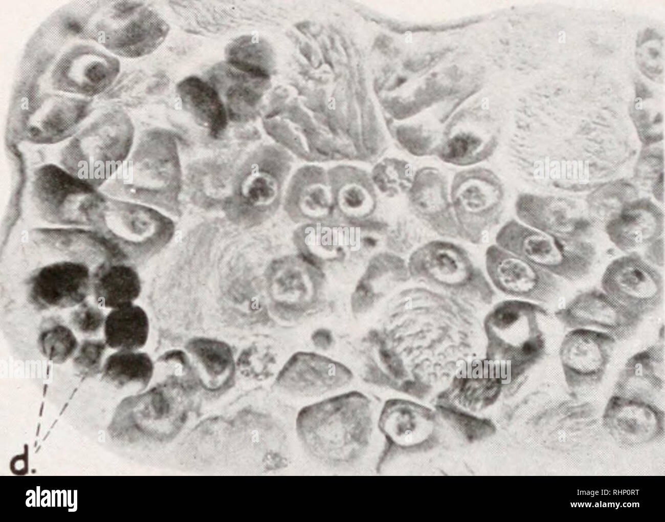 Histology testis hi-res stock photography and images - Alamy